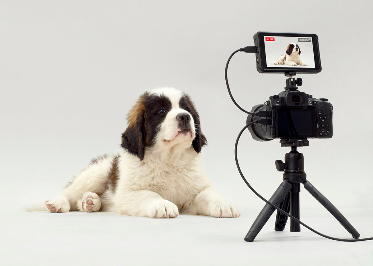 Livestream - Barryland – The only theme park dedicated to the Saint Bernard